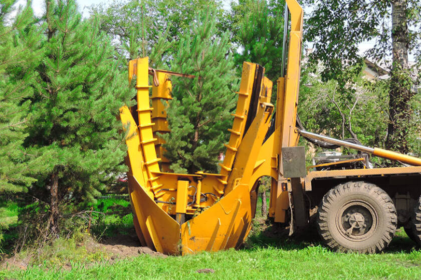 Key Considerations For A Large Tree Installation In Your Landscape ...